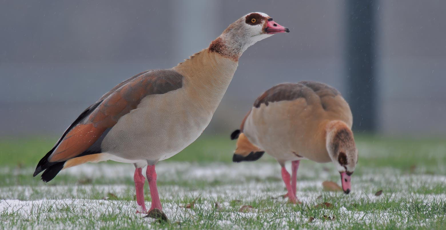 Espèces invasives : une menace pour notre nature et notre santé ...